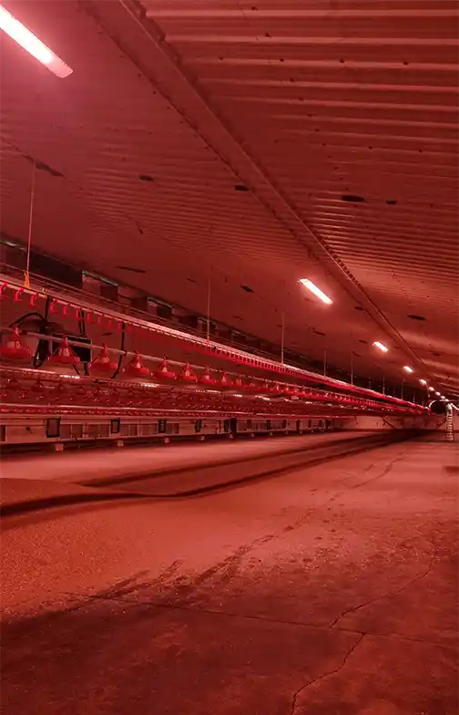 Poultry Lighting Solution - Powerlite Fitzgerald